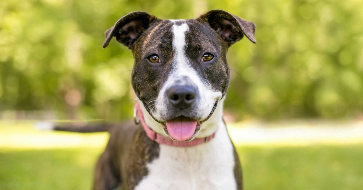 What does a Bull Arab eat? Breed-specific nutrition tips | Lyka Blog