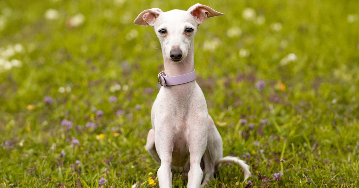 are italian greyhounds high energy