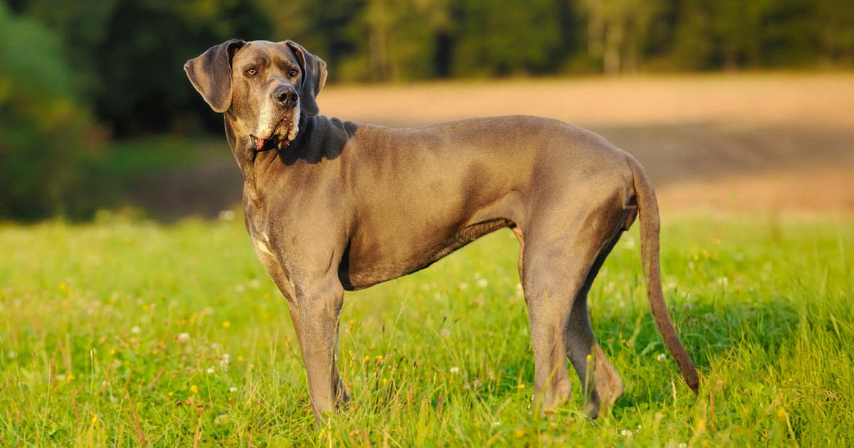 How to train a Great Dane: temperament, training tips, and expert ...