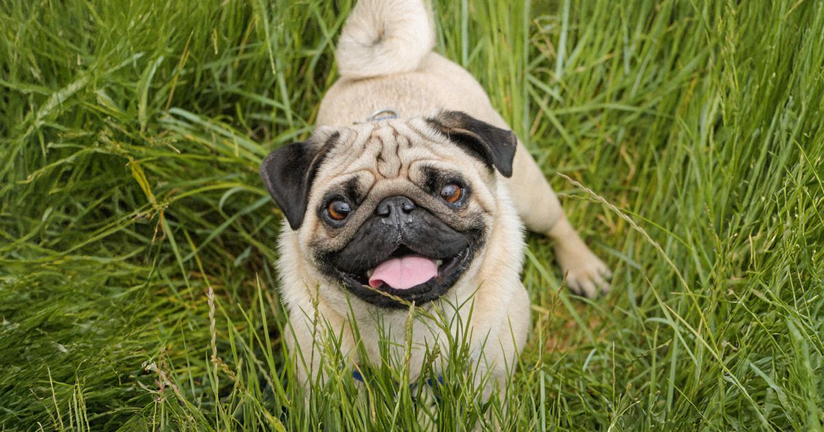 pug breeding guide
