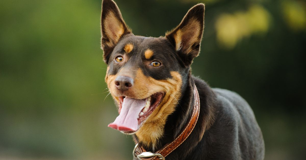 Kelpie breed insights: care, personality & expert tips | Lyka Blog
