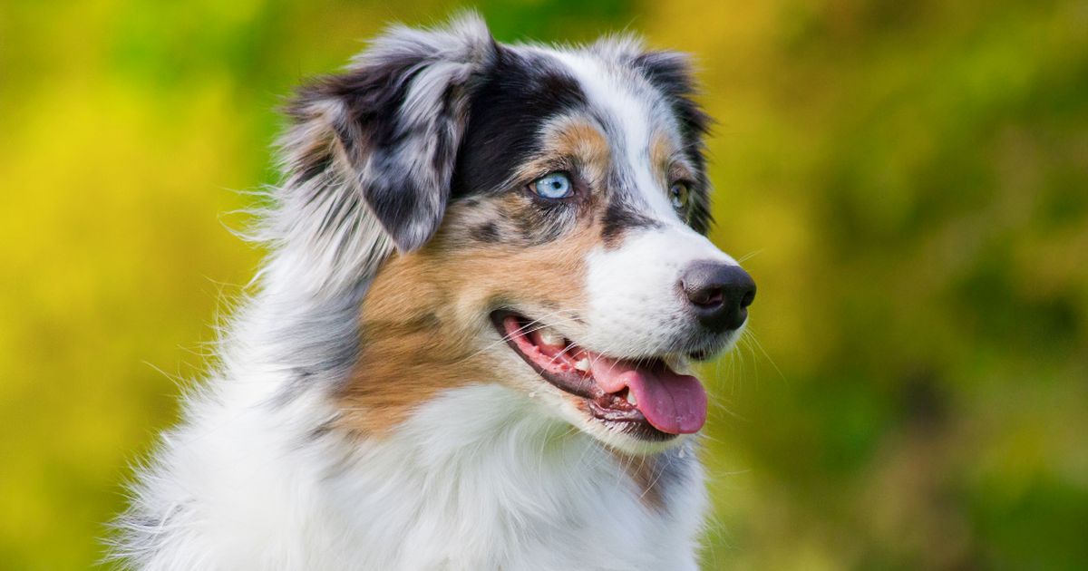 Australian Shepherd breed insights: care, personality & expert tips ...