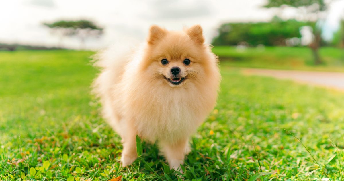 Pomeranian breed insights: care, personality & expert tips | Lyka Blog