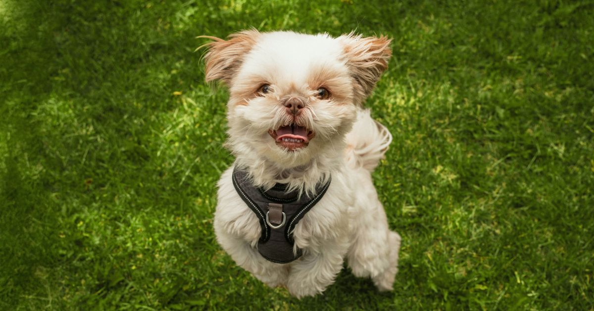 Maltese Shih Tzu breed insights: care, personality & expert tips | Lyka ...