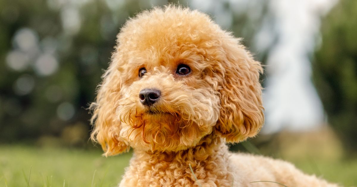 miniature poodle problems