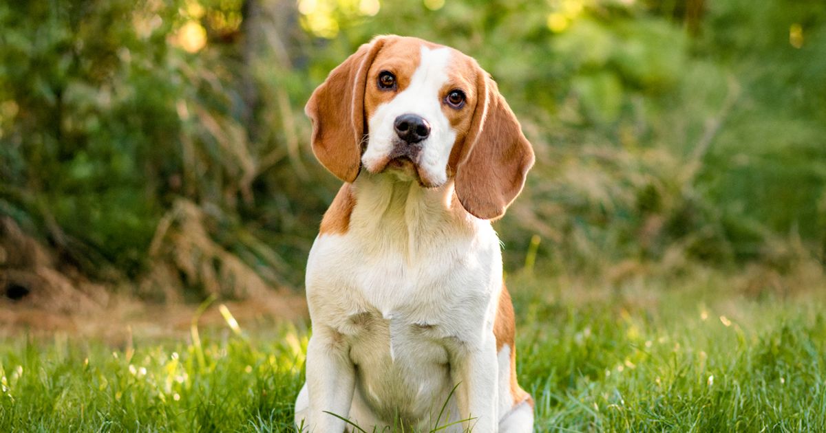 purebred beagle size