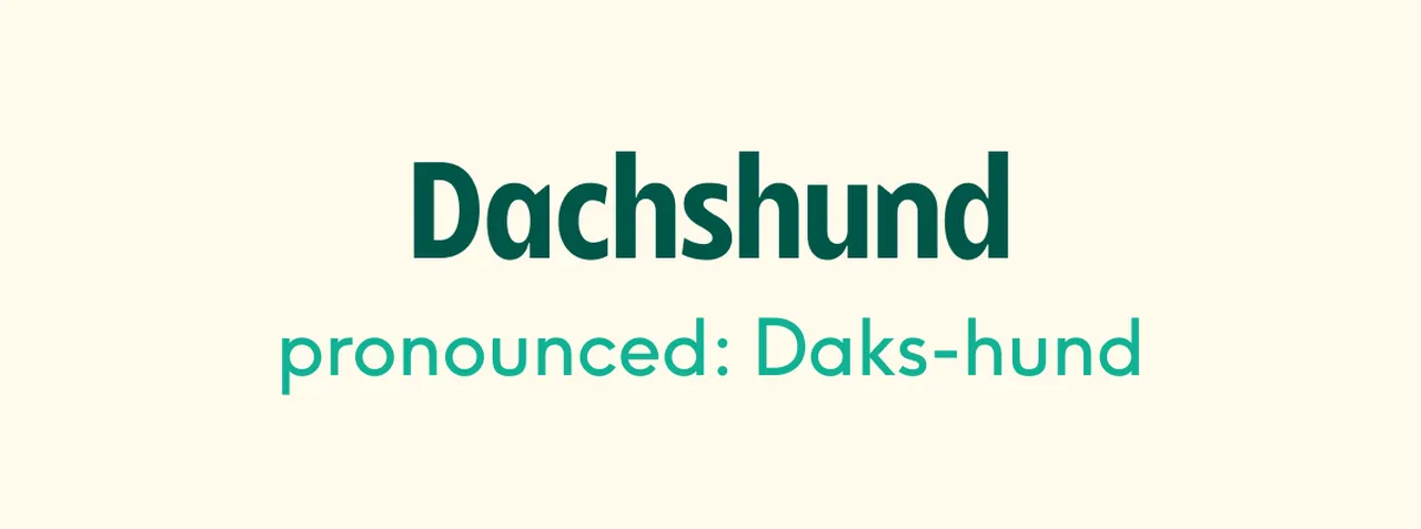 Dachshund breed insights: care, personality & expert tips | Lyka Blog