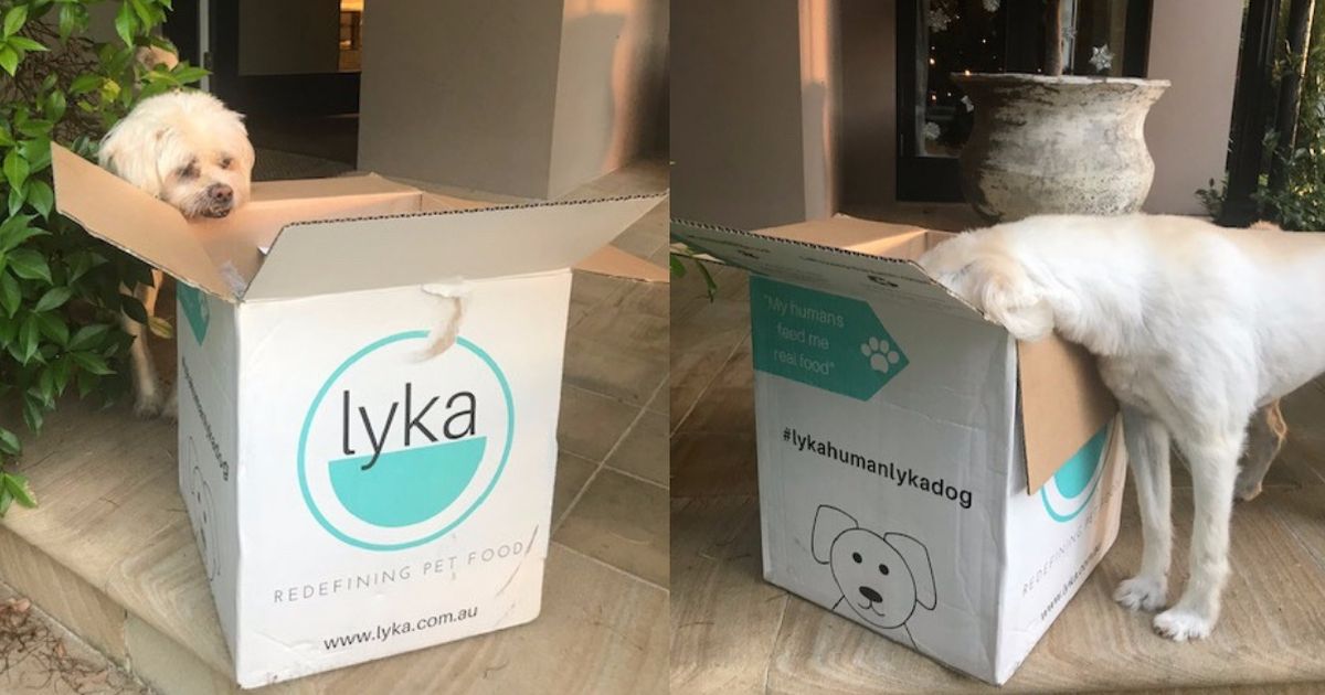 Why Lyka was a timesaver for Sarah and her dog Richard | Lyka Blog