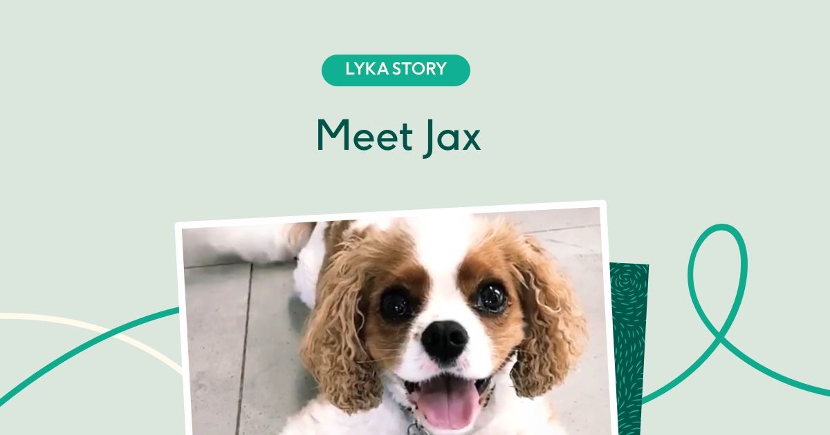 How Lyka helped Jax the Cavalier King Charles Spaniel lose weight | Lyka Blog