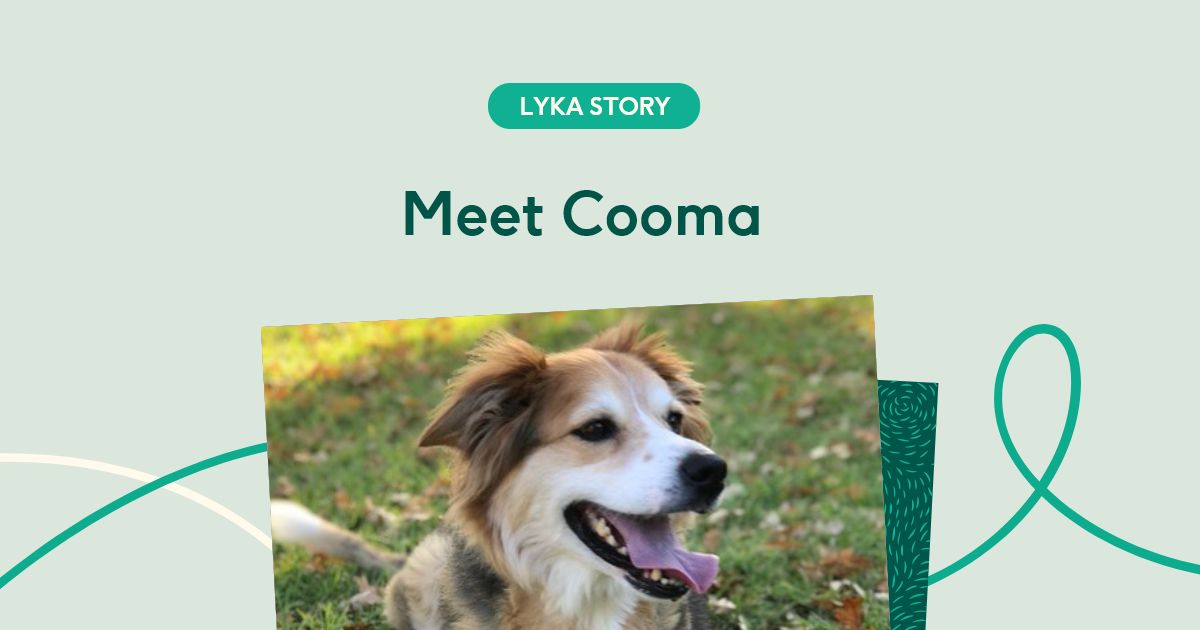 Cooma's recovery with the help of Lyka | Lyka Blog