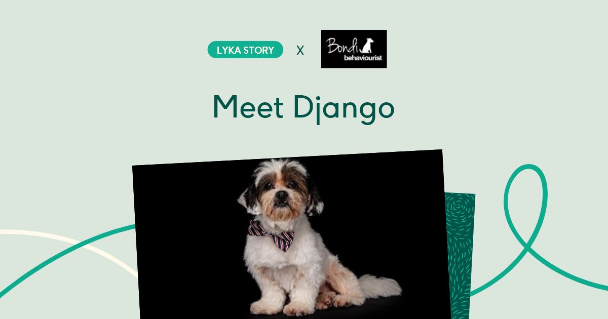 How fresh food improved Django's behaviour and energy levels | Lyka Blog