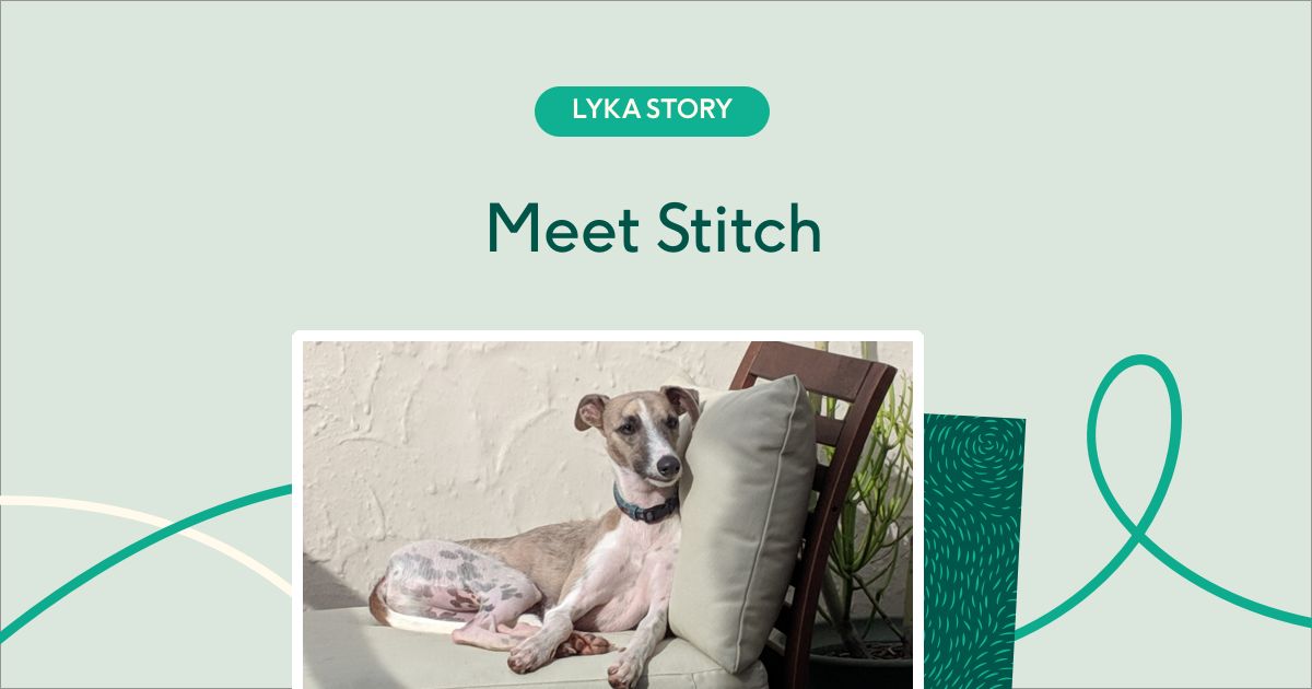 How a fresh food diet resolved Stitch's stomach issues | Lyka Blog