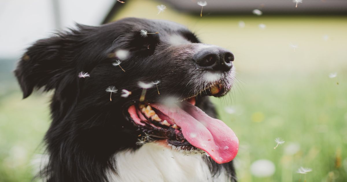 Dog skin allergies: triggers, symptoms and itch relief treatment (with ...