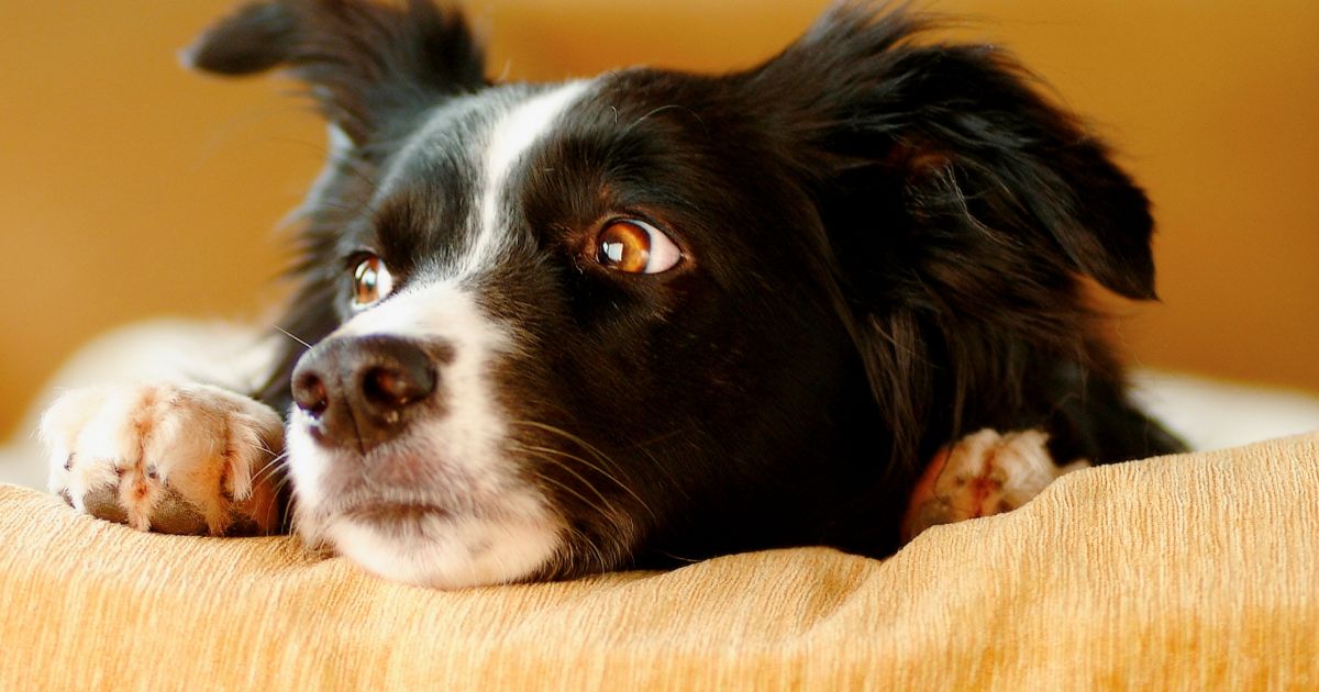How to tell if your dog is stressed (and what to do!) | Lyka Blog