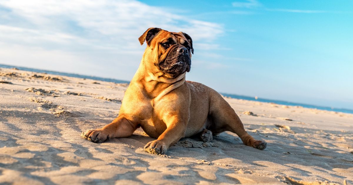 The Dog-Friendly Spit to Manly walk | Lyka Blog