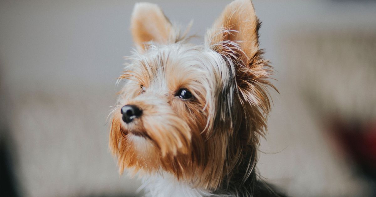 How to support your anxious dog | Lyka Blog