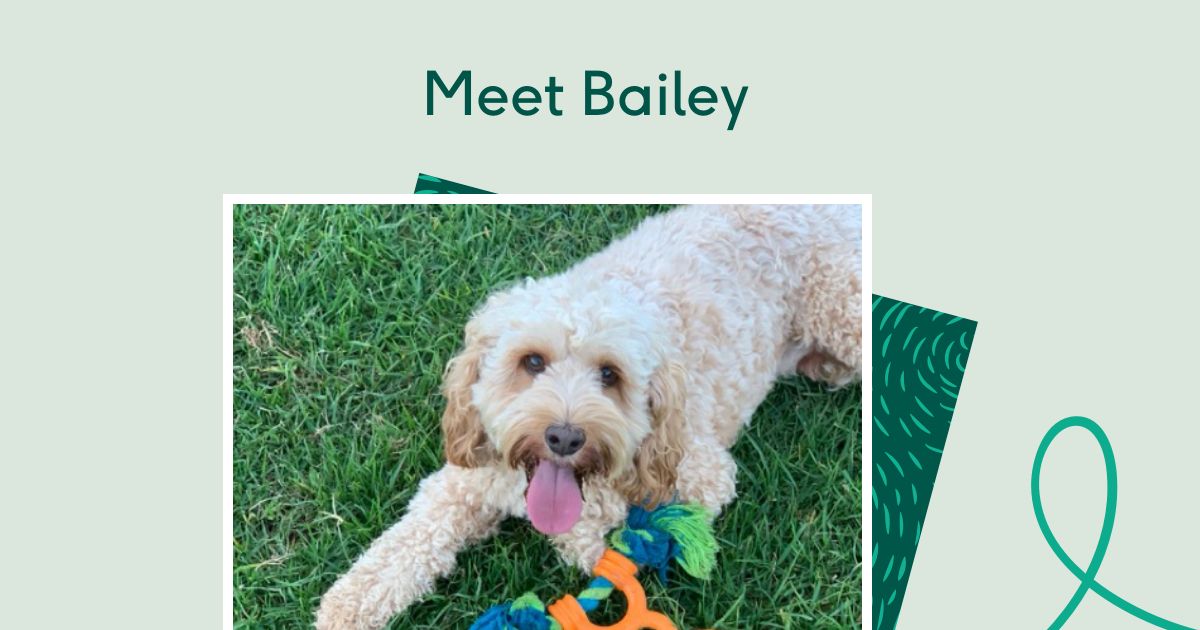 Lyka's life changing impact for this fussy pup | Lyka Blog