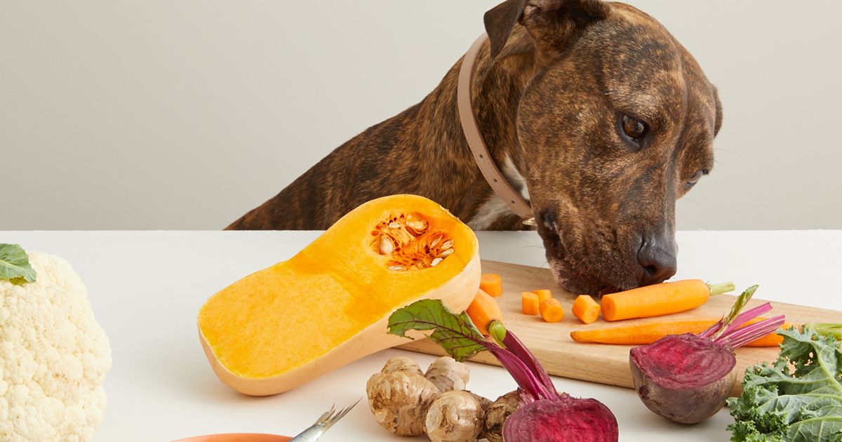 Your Natural Feeding FAQs answered | Lyka Blog