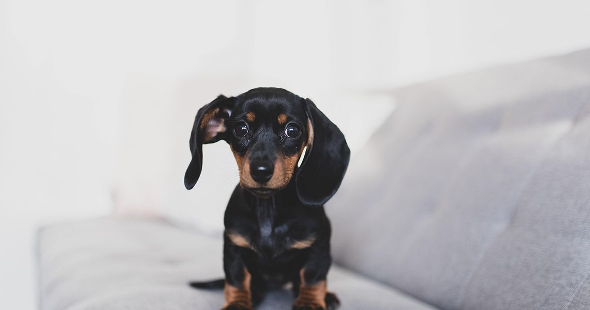 IVDD in dachshunds: how to reduce the risk with real food | Lyka Blog