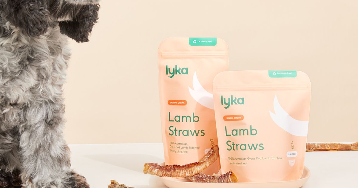 Dog-safe recipes to stuff inside your Lamb Straws | Lyka Blog