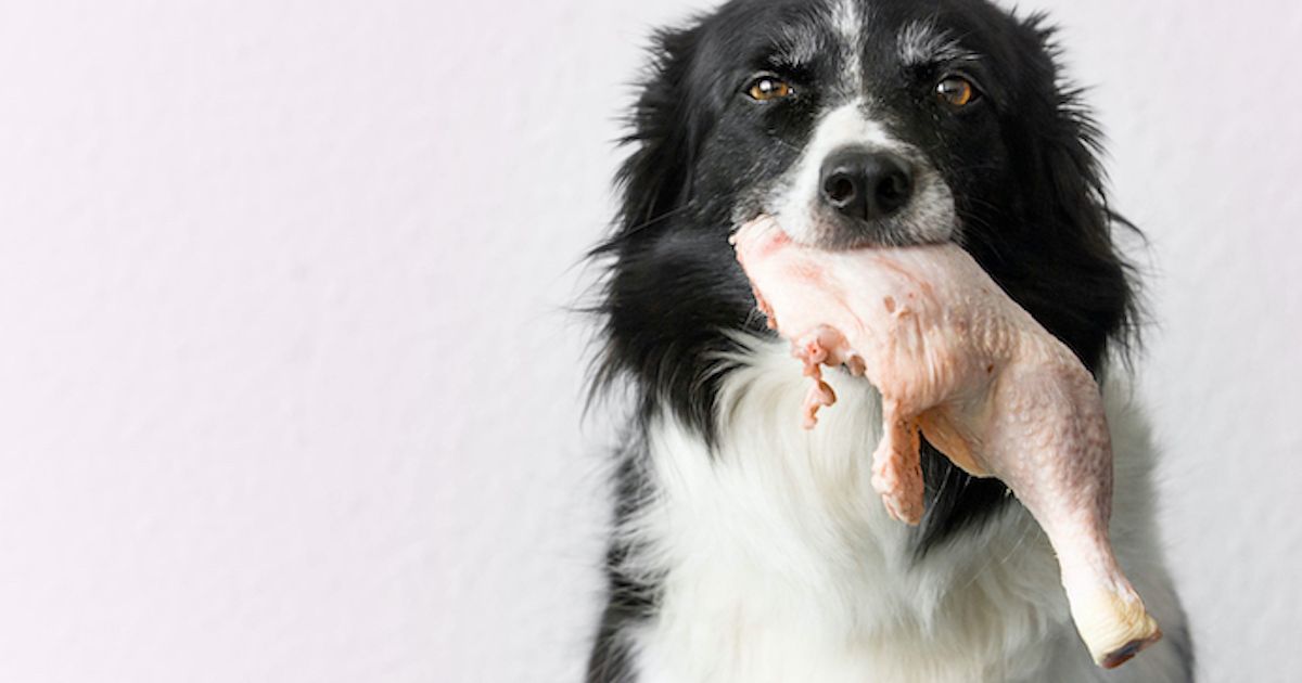 The lowdown on processed pet food types | Lyka Blog