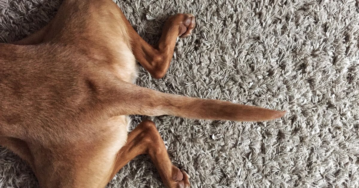 Anal glands in dogs: signs, causes, and real food solutions | Lyka Blog