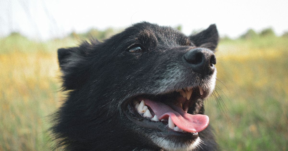 Regular dog health checks: a go-to guide | Lyka Blog