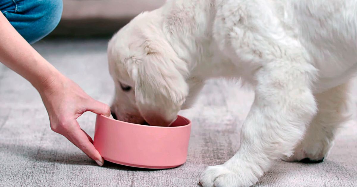 Do you know what's in your dog's food? | Lyka Blog