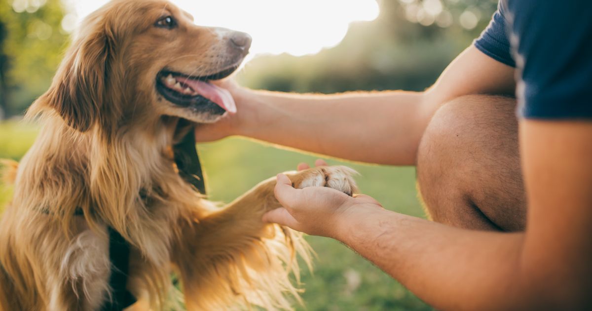 How feeding Lyka offsets your dog's carbon footprint | Lyka Blog