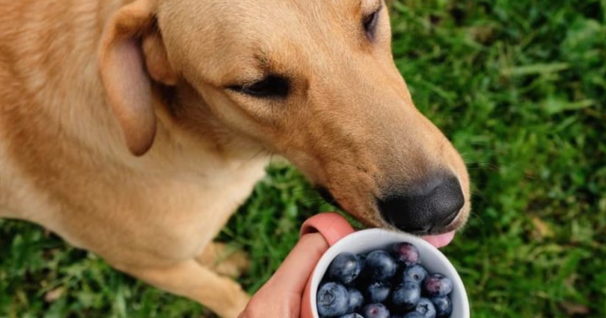 Super food ingredients you should be feeding your senior dog | Lyka Blog