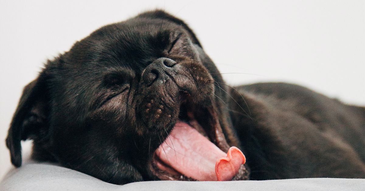 Is your dog getting enough sleep? | Lyka Blog