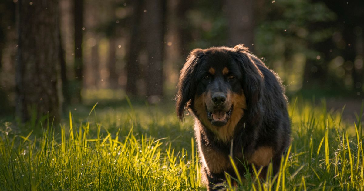 Sydney's very own dog-friendly bush walk | Lyka Blog