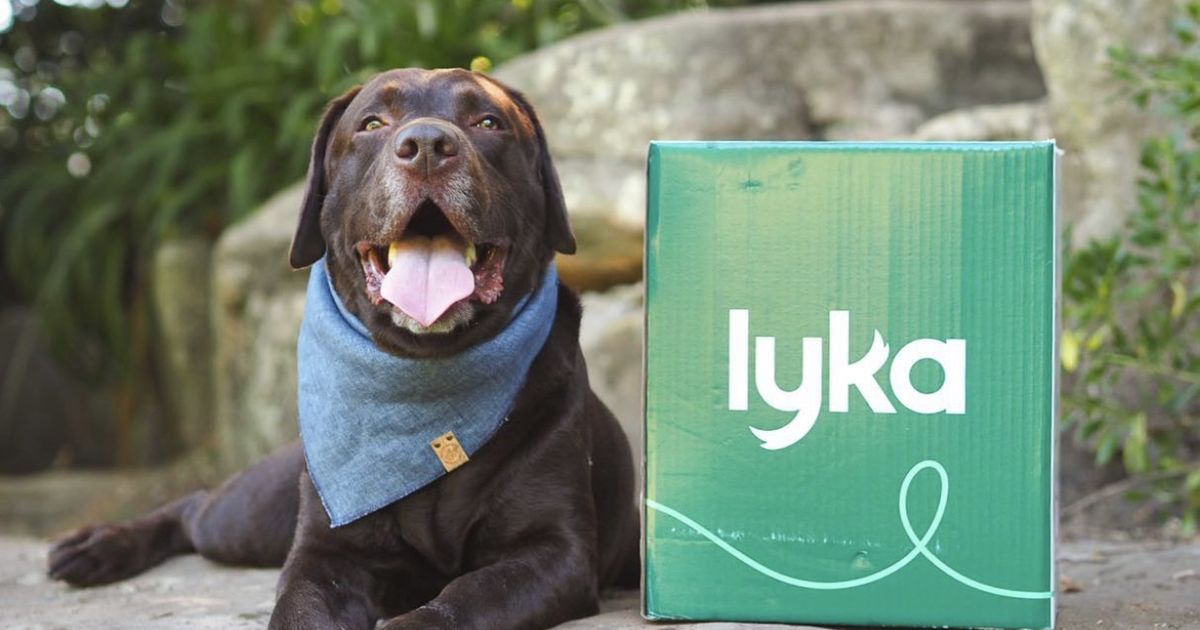 Creative ways to feed Lyka | Lyka Blog
