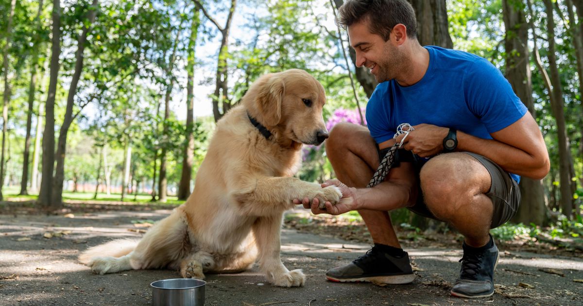 Fuelling your dog’s focus: how nutrition impacts your dog’s training | Lyka Blog