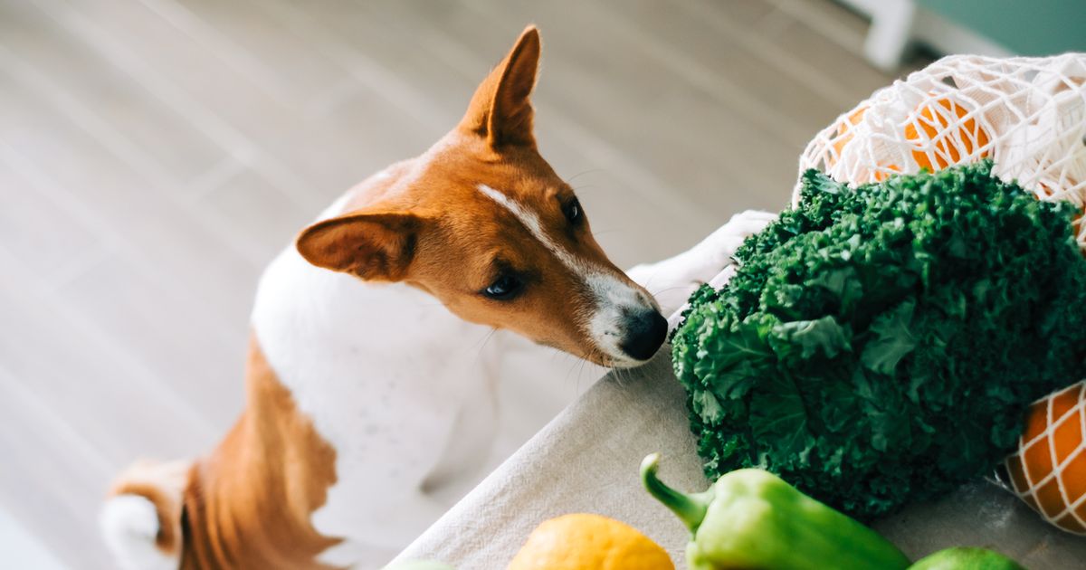 The life changing benefits of real food for dogs | Lyka Blog