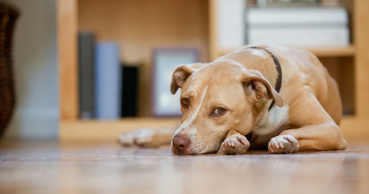 How to resolve chronic gut issues: finding relief for your dog | Lyka Blog