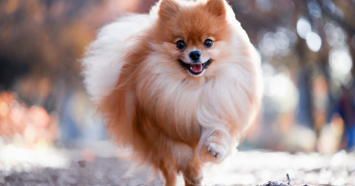 How to train your Pomeranian: temperament, training tips, and expert ...