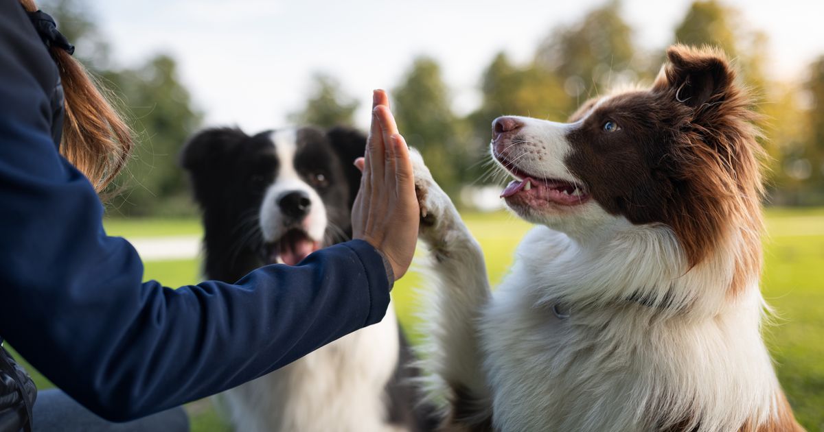 Training adult dogs: expert tips to boost learning, brain health ...