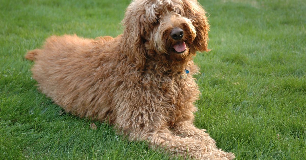 What does a Groodle eat? Breed-specific nutrition tips | Lyka Blog