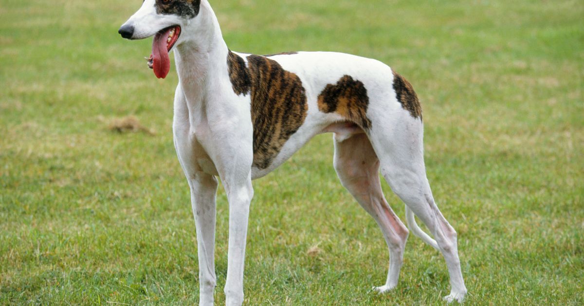What does an Italian Greyhound eat? Breed-specific nutrition tips ...