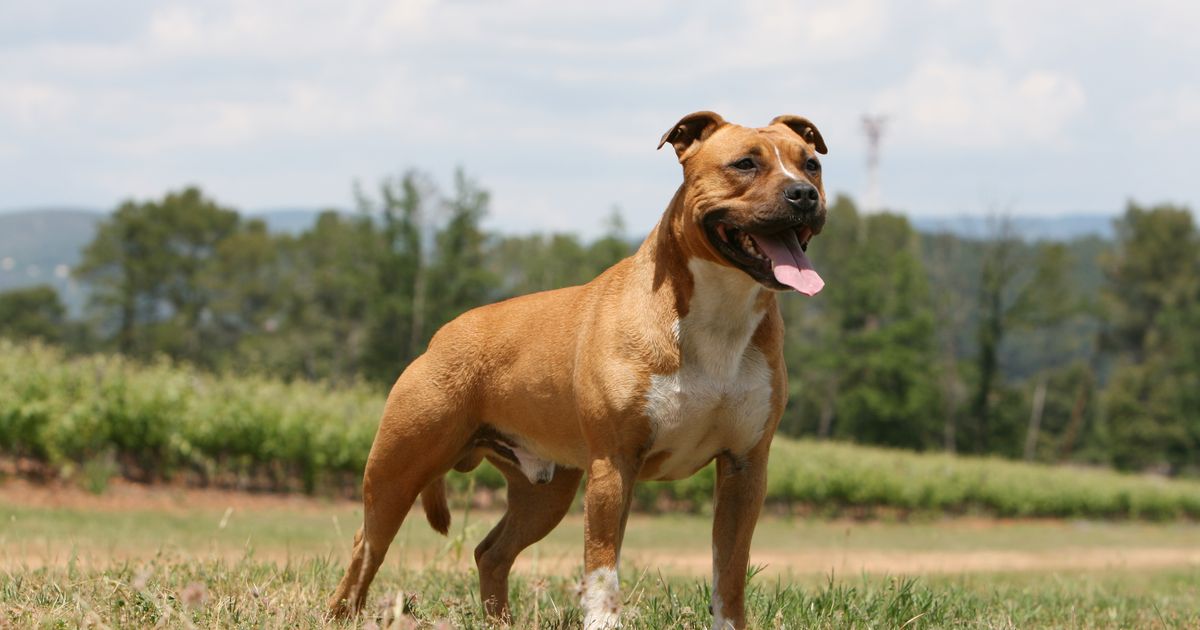 What do American Staffies eat? Breed-specific nutrition tips | Lyka Blog