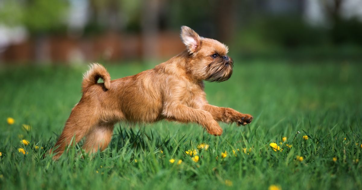How to train a Brussels Griffon: temperament, training tips, and expert ...