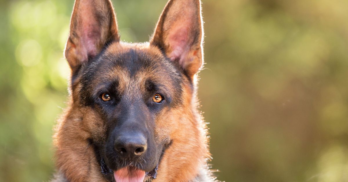 German Shepherd breed insights: care, personality & expert tips | Lyka Blog