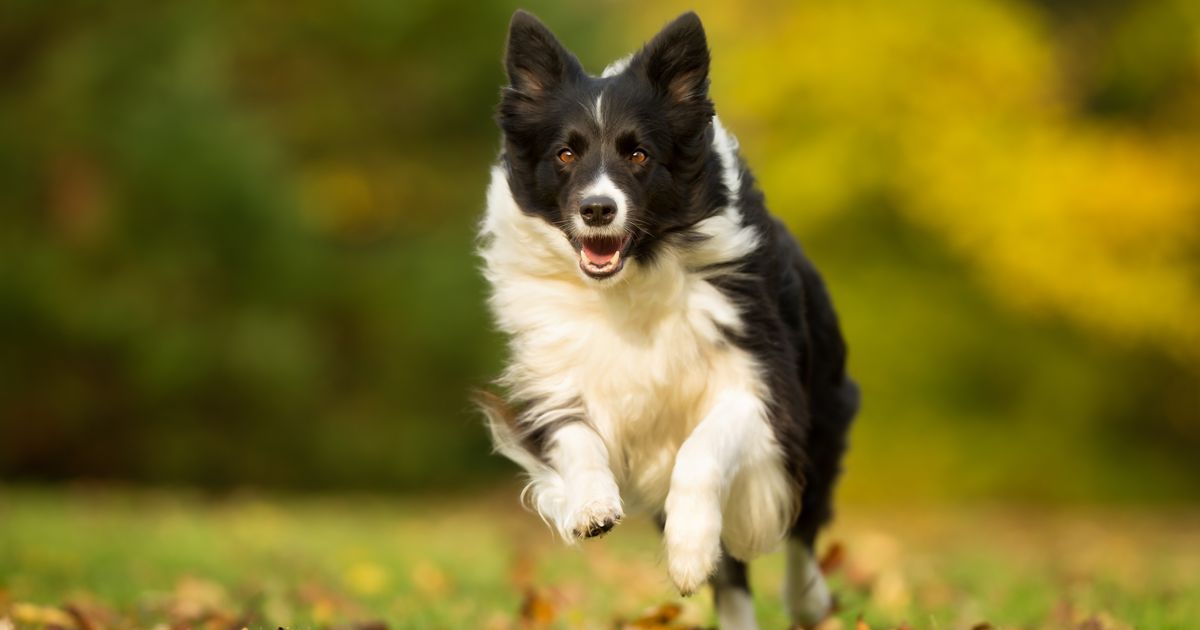Border Collie breed insights: care, personality & expert tips | Lyka Blog