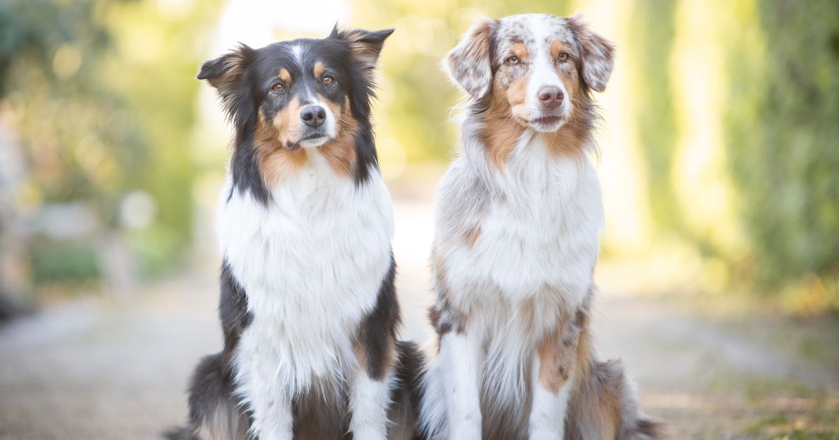 What do Australian Shepherds eat? Breed-specific nutrition tips | Lyka Blog