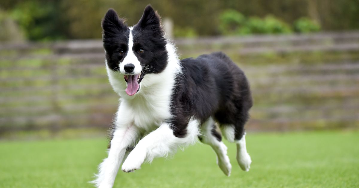 What do Border Collies eat? Breed-specific nutrition tips | Lyka Blog