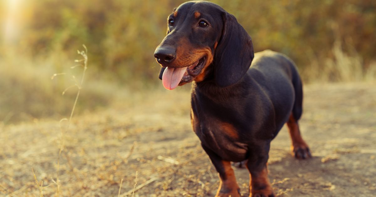 How to train a Dachshund: temperament, training tips, and expert ...