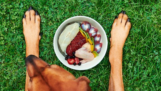 Vet-reviewed Nutrition Resources for Dogs & Puppies | Lyka Blog