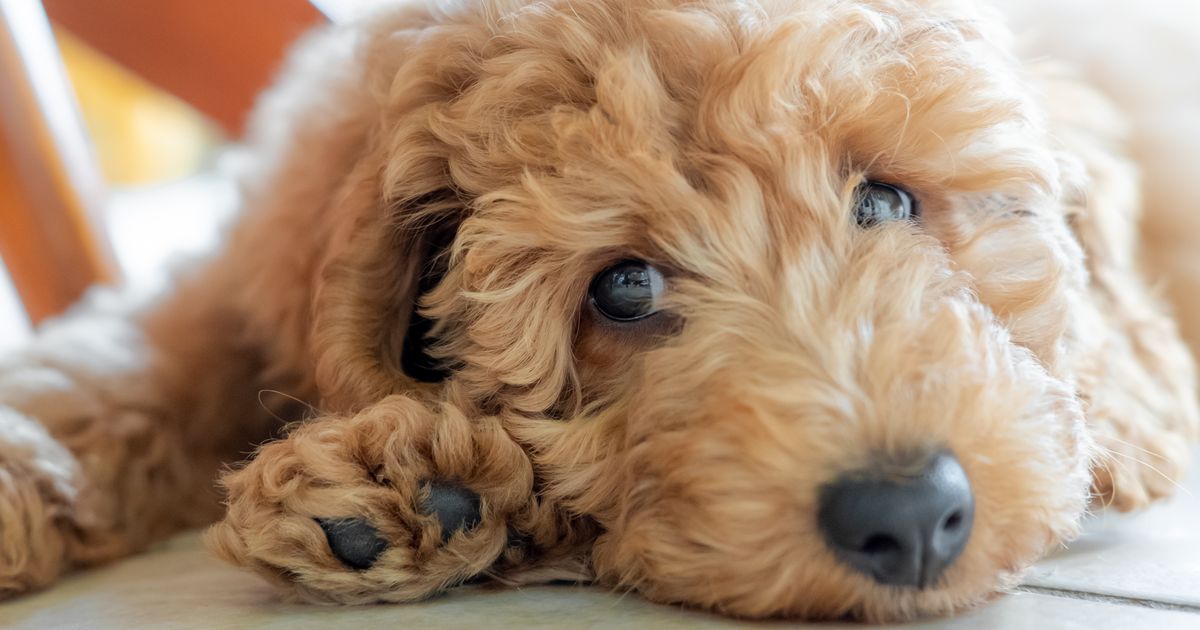 What do Miniature Poodles eat? Breed-specific nutrition tips | Lyka Blog