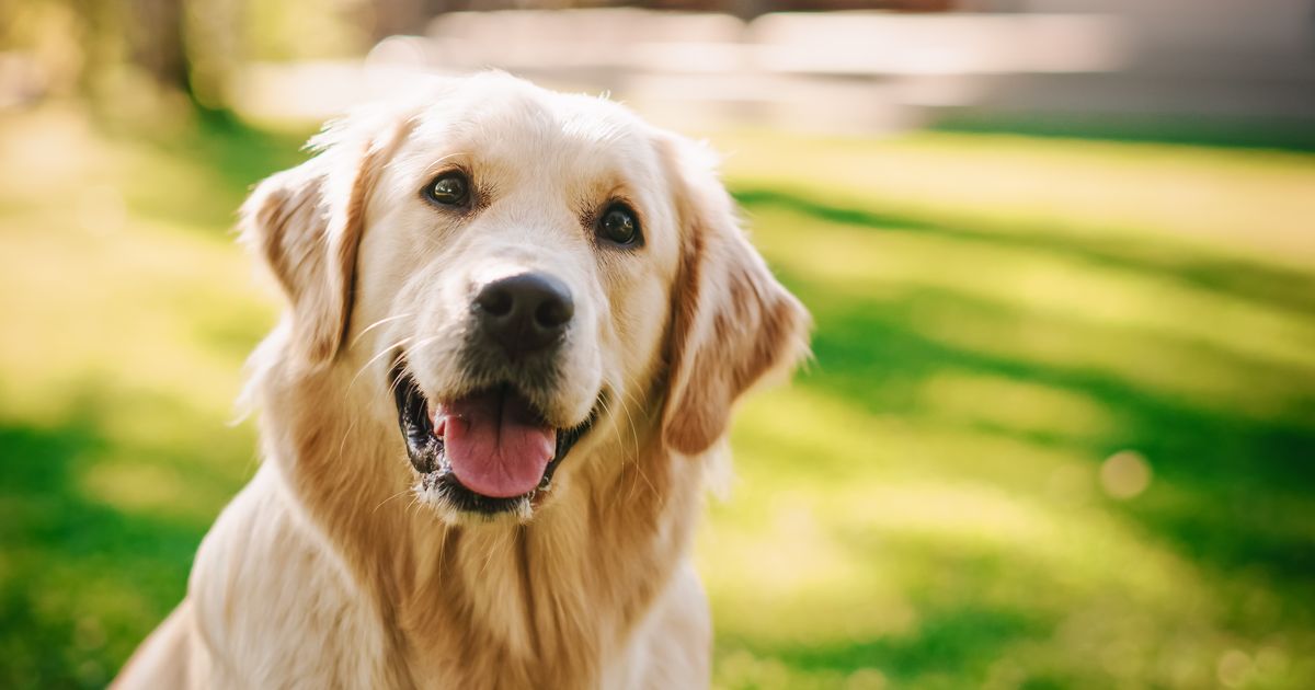 How to train a Golden Retriever: temperament, training tips, and expert ...